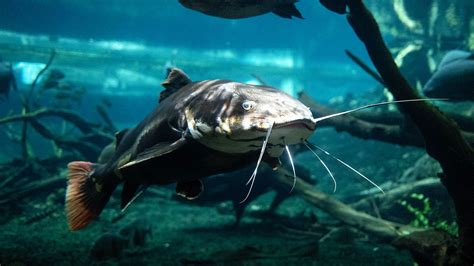 15 Surprising Facts About Catfish The Avid Outdoorsman