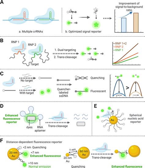 基于crispr Cas系统的免扩增检测技术 小桔灯网 Iivd Net