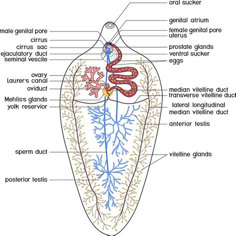 Sheep Liver Fluke Labeled