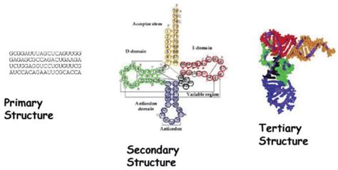 Rna二级结构系列：基础知识篇 Cfanz编程社区