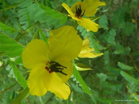 Pin On Wild Flowers And Butteries