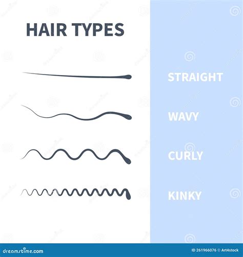 Hair Types Chart Set Of Strands Growth Patterns Stock Vector