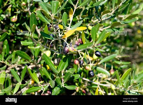 Wild Olive Olea Europaea Sylvestris Or Olea Europaea Oleaster Is A