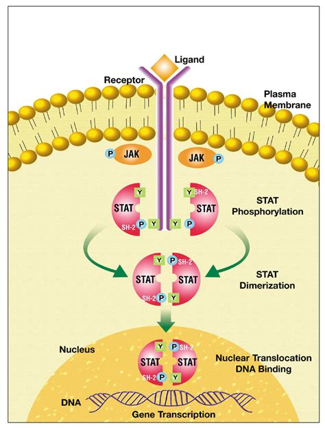 Jak Stat Signal Transduction Pathway At Daniel Gilmore Blog