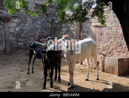 Bos Primigenius Indicus Indian Zebu Humped Cattle With Horn