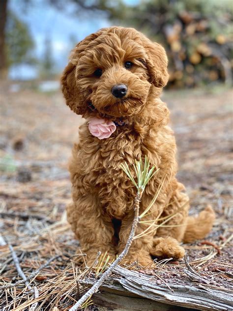 Is There A Mini Labradoodle