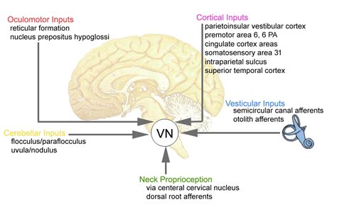 Vestibular Cortex