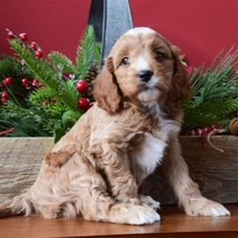 Cockapoo Infinity Pups