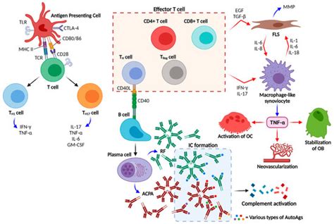 Impact Of Posttranslational Modification In Pathogenesis Of Rheumatoid