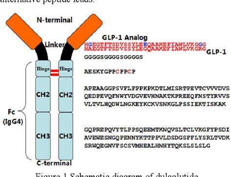 Figure 1 From Molecular Design Of Peptide Fc Fusion Drugs Semantic Scholar