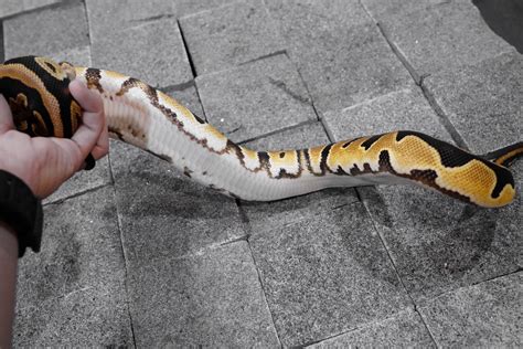 het albino ball python markers