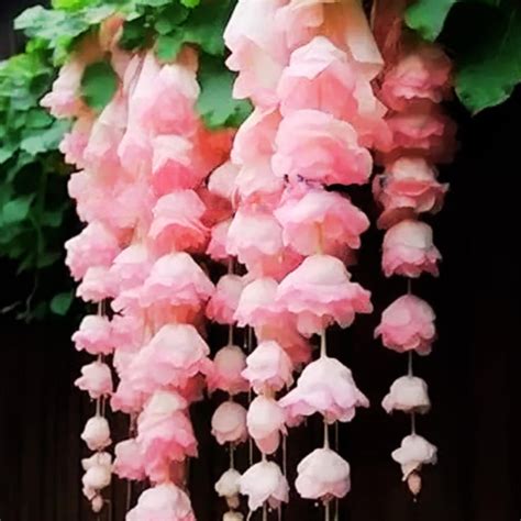 30 Seeds Light Pink Weeping Begonia Flowers Best Seeds For Gardening