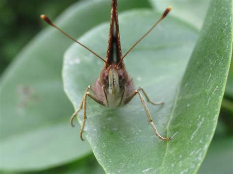 Polygonia Interrogationis Bugguidenet