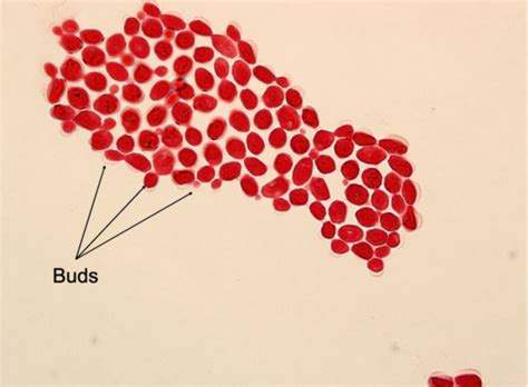 Microbio Lab Midterm Flashcards Quizlet