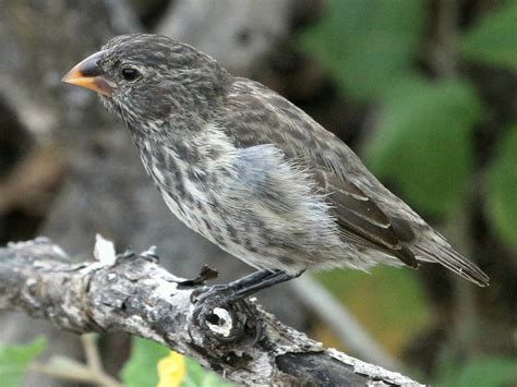 Cactus Ground Finch