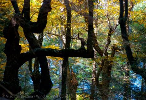 Autumn Leaves Wind Against Current