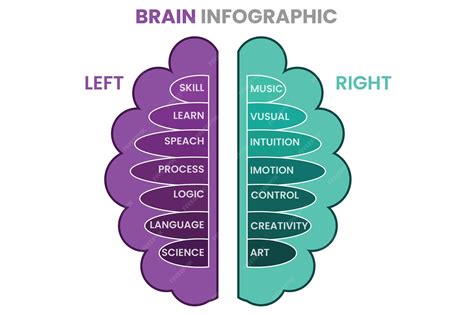 Premium Vector Brain Structure Left Analytical And Right Creative