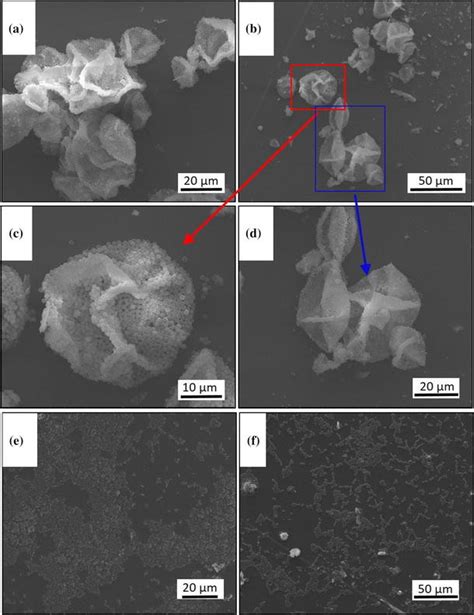 Sem Images After Ethanol Challenges Of A And B Cross Linked Download Scientific Diagram