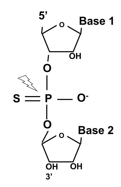 A Novel Saturation Mutagenesis Approach Single Step Characterization Of Regulatory Protein