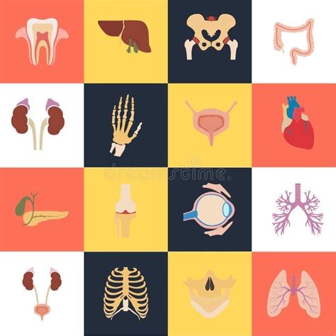 Anatomic Stock Illustrations Vecteurs And Clipart 3506 Stock Illustrations