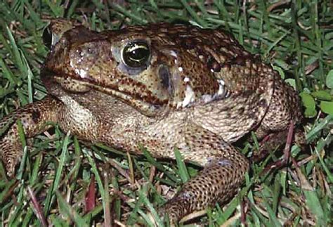 35 Facts About Bufo Toad