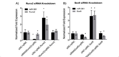 regulation of mir 381 by runx2 and sox9 atdc5 cells were cotransfected