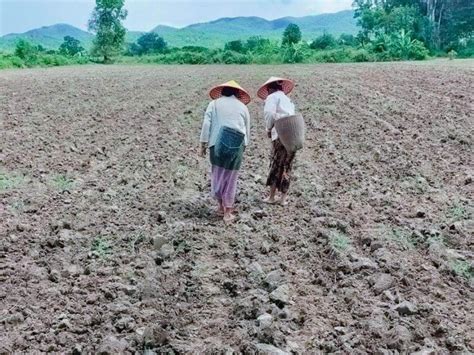 မောက်မယ်၌ နေကြာနှင့်ပဲတီစိမ်းသီးနှံသီးညှပ်စိုက်ခင်း မျိုးသန့်ပွားမျိုးစေ့ထုတ် စံပြစိုက်ကွက်လုပ