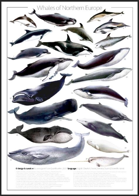 Whales Of Scandinavia Poster Gone71° N