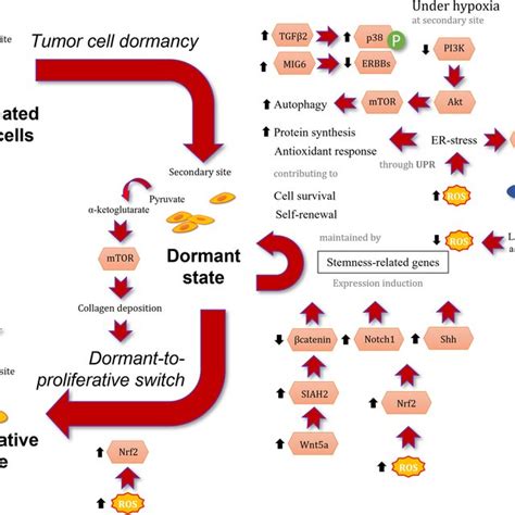 Pdf Involvement Of Redox Signalling In Tumour Cell Dormancy And