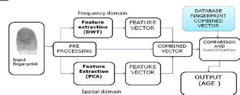 figure 1 from fingerprint based age estimation using 2 d discrete