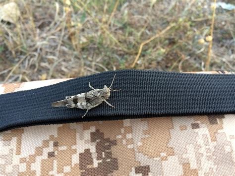 Premium Photo Large Grasshopper On A Belt