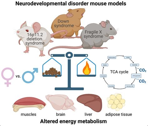 Mouse Model Disease Research At Fred Rollins Blog