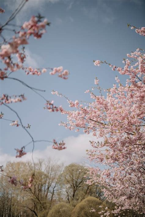갱신 경치가 좋은 계절 고요한 고요한 공원 고요한 정원 추상 고요함 공원 관념적인 그림 같은 꽃 꽃 추상 꽃 피는 나무 꽃무늬 꽃의 공원 개요