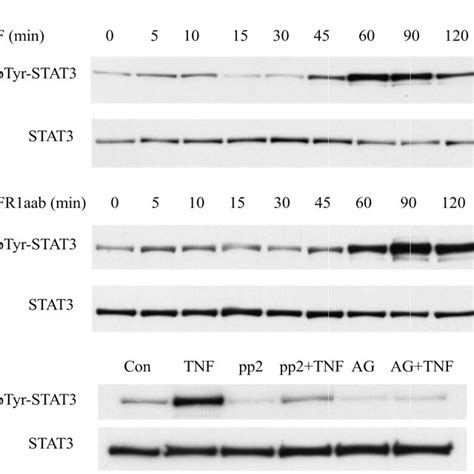 Stat3 Is Activated By Tnfr1 In A Jak2 Dependent Manner A And B Mefs Download Scientific