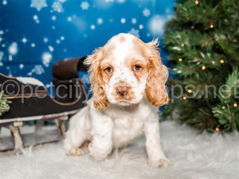 Cocker Spaniel
