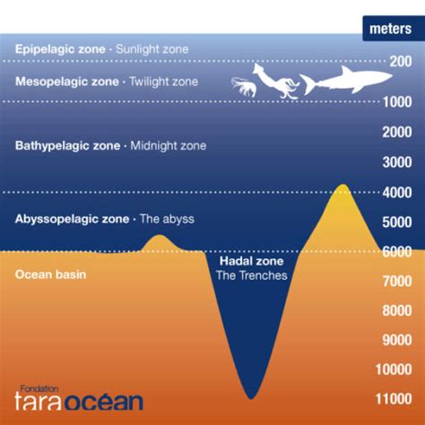 Planktonic Ecosystems And Mesopelagic Zone Scientific Collaboration