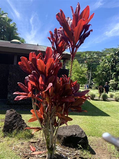 Hawaiian Red Plant Leaves