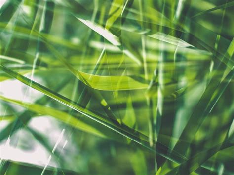Free Download Hd Png Grass Green Macro Blur 4k Wallpaper Toppng