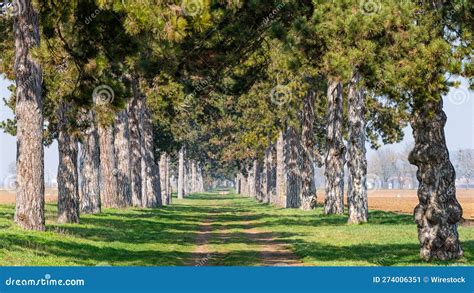 Scenic Landscape Featuring A Winding Road Bordered By Lush Trees On Either Side With Green