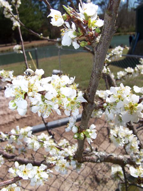 032 Twilight Fox Images Flickr