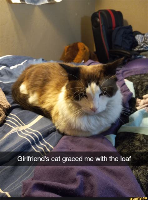Catloaf Memes Best Collection Of Funny Catloaf Pictures On Ifunny