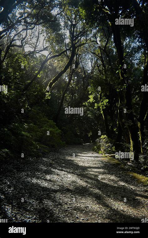 Dirt Road Winding Through A Dense Forest Flanked By Tall Trees On Both