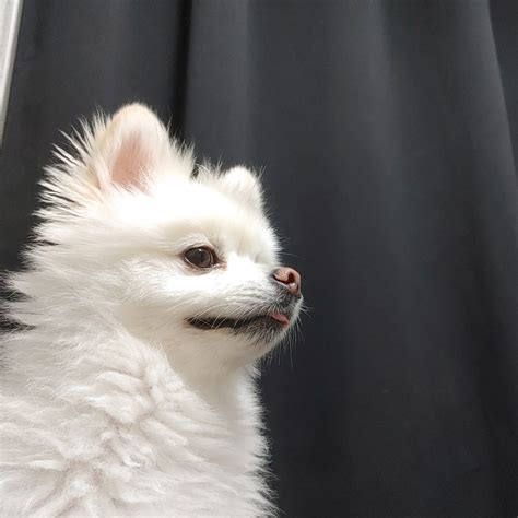 자료구조 Mongodb Index 방식