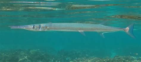 Houndfish Facts Diet Habitat And Pictures On Animaliabio