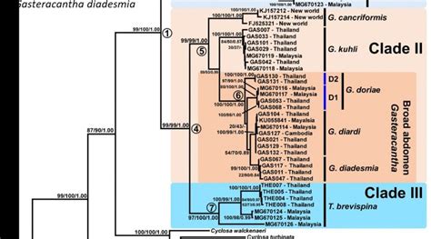 Highlight Activities 2020 A Review Of The Taxonomy Of Spiny Backed Orb Weaving Spiders Of The