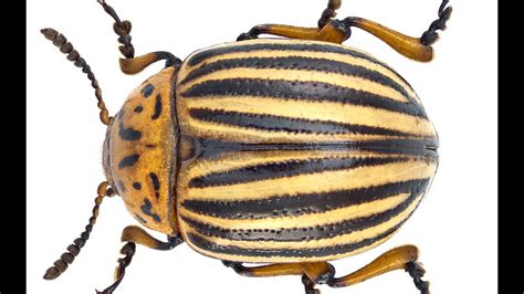 Как избавиться от колорадского жука на картошке навсегда за 3 минуты смотреть онлайн видео от