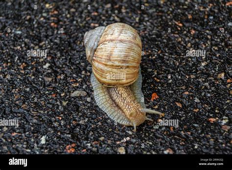 Big Garden Snail In Shell Crawling On Wet Road Hurry Home Snail Helix Consist Of Edible Tasty