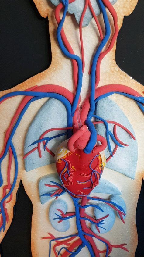 Circulatory System Projects Models