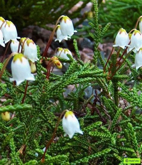 Cassiope Lycopodioides — Plant Wholesale Floraccess