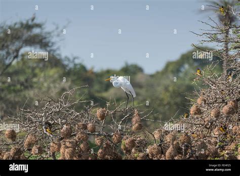 Bird Nests In Tree High Resolution Stock Photography And Images Alamy